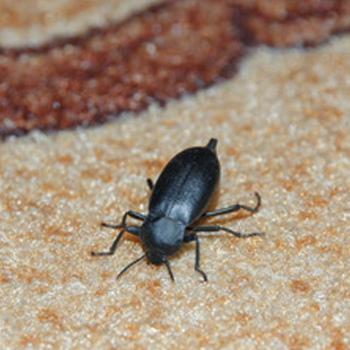 Snake Pest Control - Rudy's Termite & Pest Control - Coachella Valley CA.