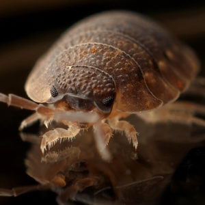 Weevil Exterminator - Rudy's Termite & Pest Control