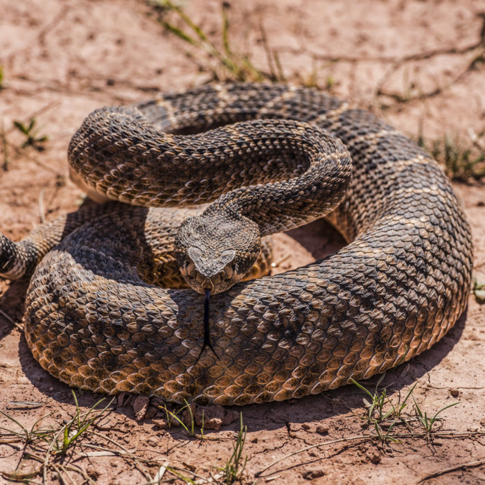 Snakes Exterminators - Rudy's Termite & Pest Control