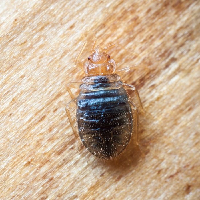 Snake Pest Control - Rudy's Termite & Pest Control - Coachella Valley CA.