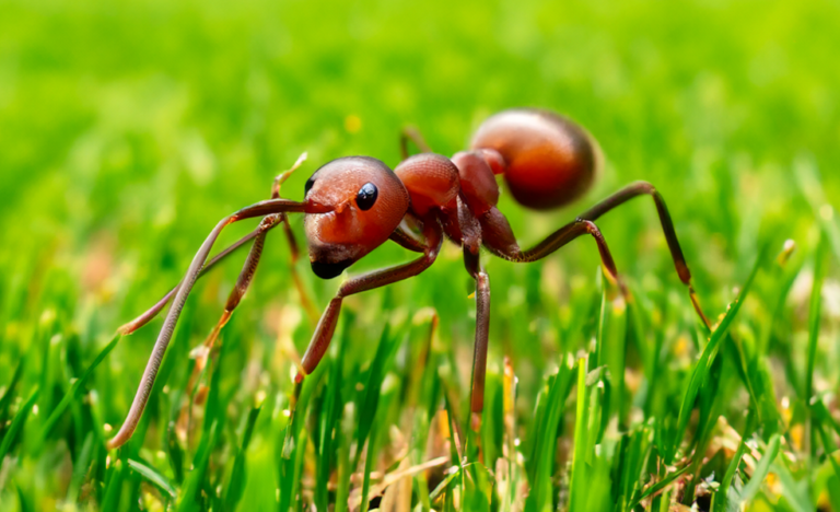 Why Ants Are More Active in Summer, and How to Prepare - Rudy's Termite ...